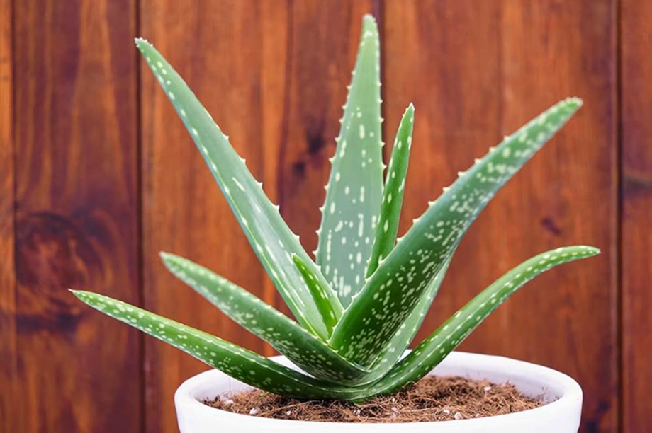Aloevera Plantation: Grow aloe vera in a pot, learn about easy care and ...